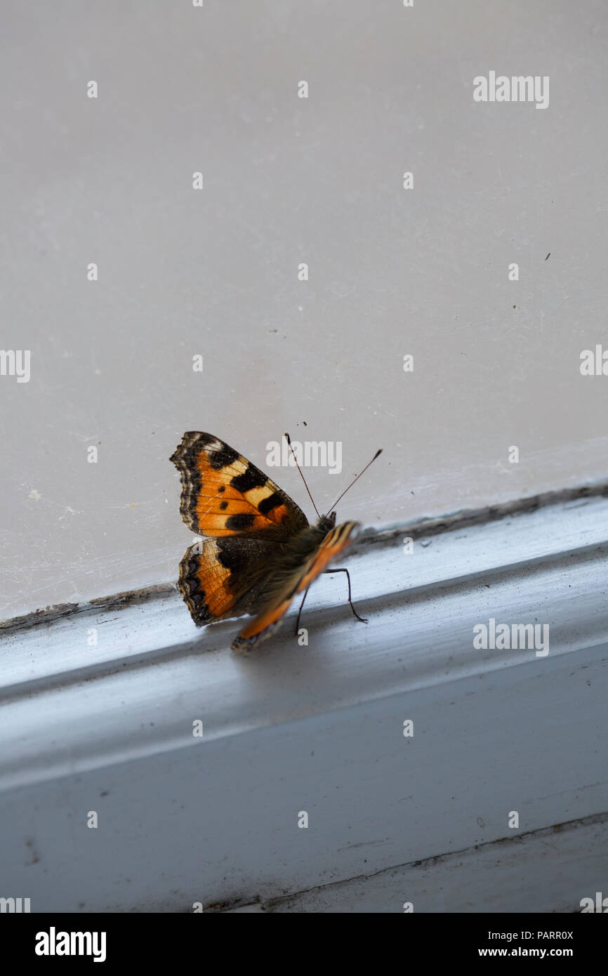 Trapped butterfly in window hi-res stock photography and images - Alamy