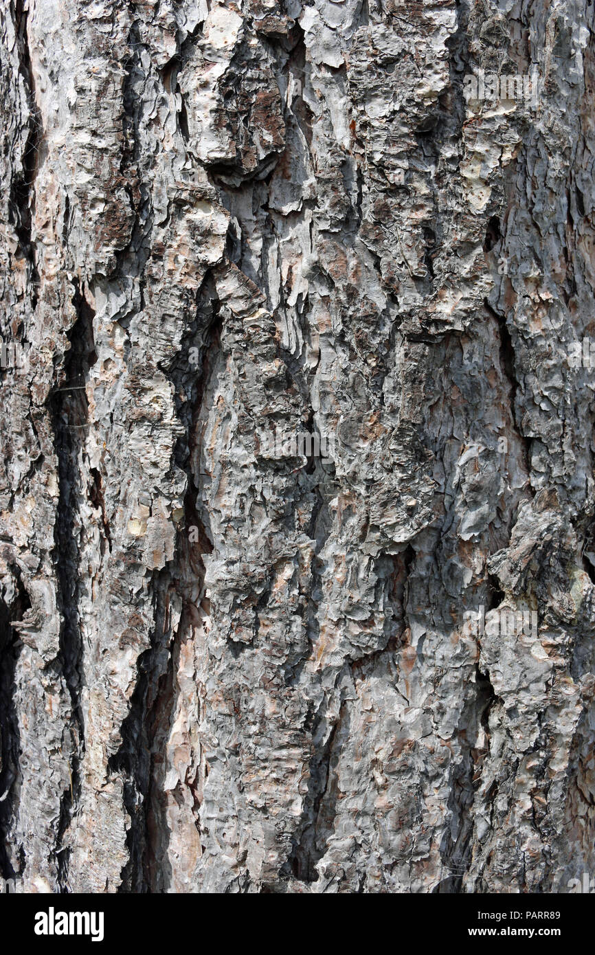 Conifer tree bark hi-res stock photography and images - Alamy