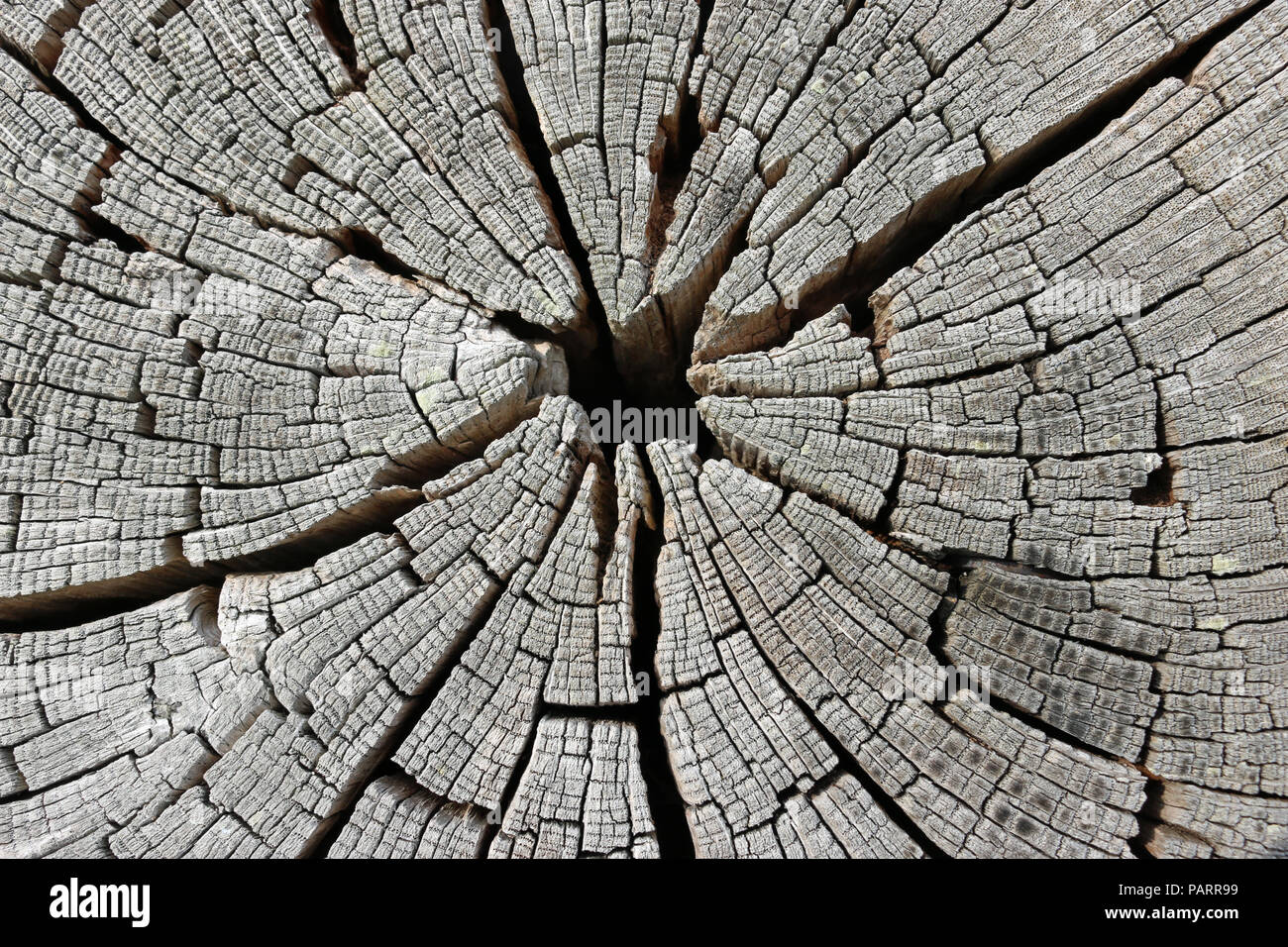 Cross section of a dried cut log from a large tree where the gaps have ...