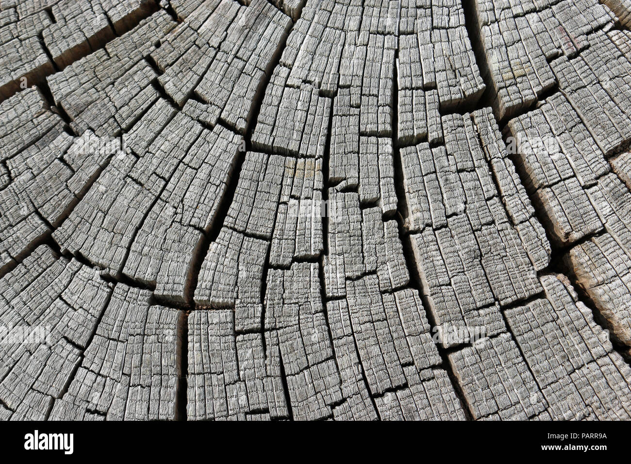 Cross section of a dried cut log from a large tree where the gaps have ...