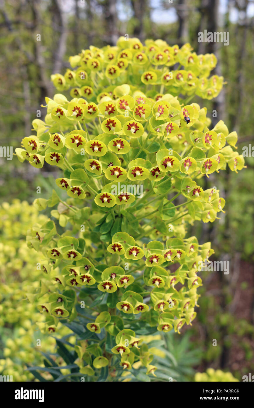 Martin's spurge, Euphorbia x martini, in full flower with a background ...