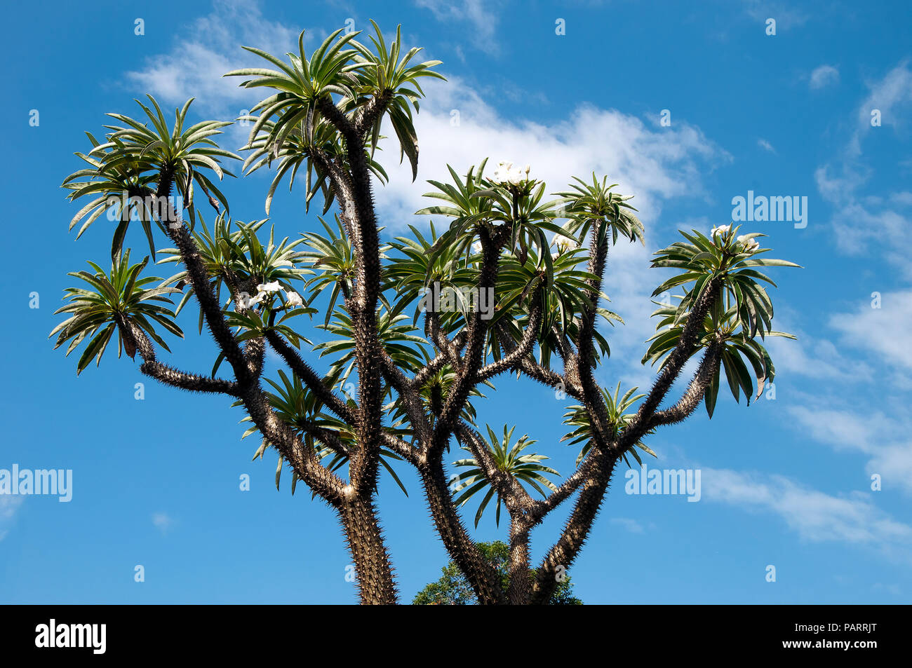 Madagascar palm tree hi-res stock photography and images - Alamy