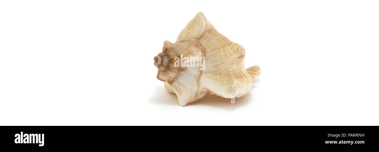 Big sea shell on a white background Stock Photo - Alamy