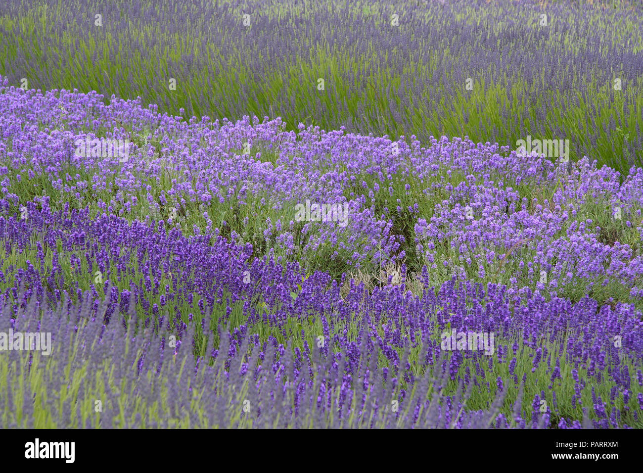 Different shades of fields hi-res stock photography and images - Alamy