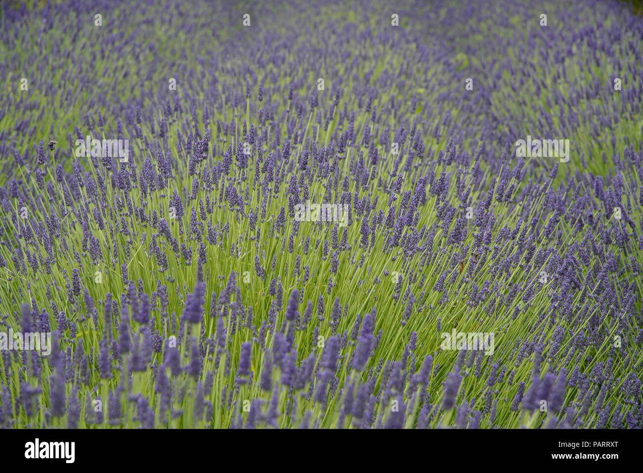 Norfolk lavender farm hi-res stock photography and images - Alamy