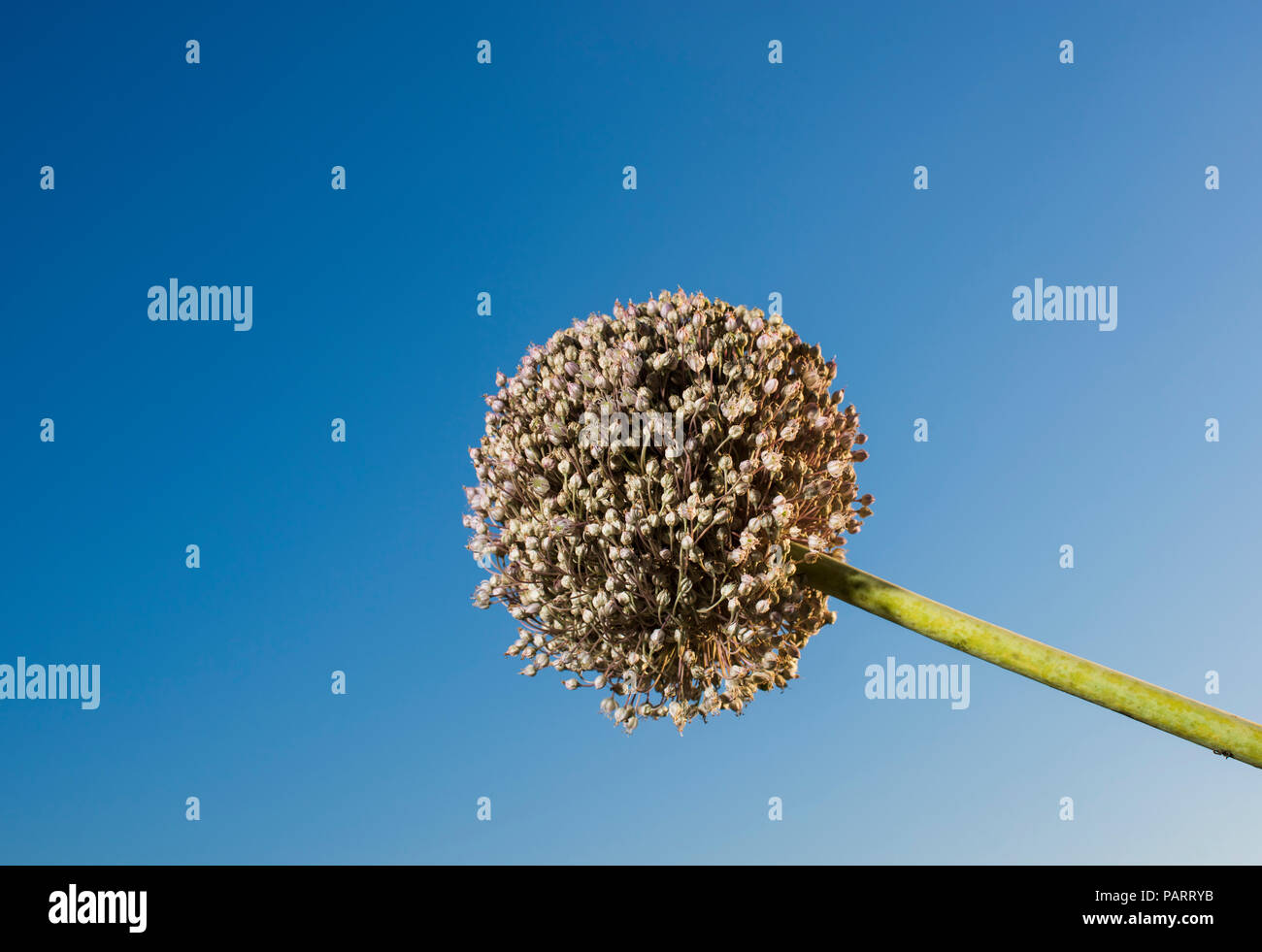 Leek seed, dried seed bunch in the garden Stock Photo - Alamy