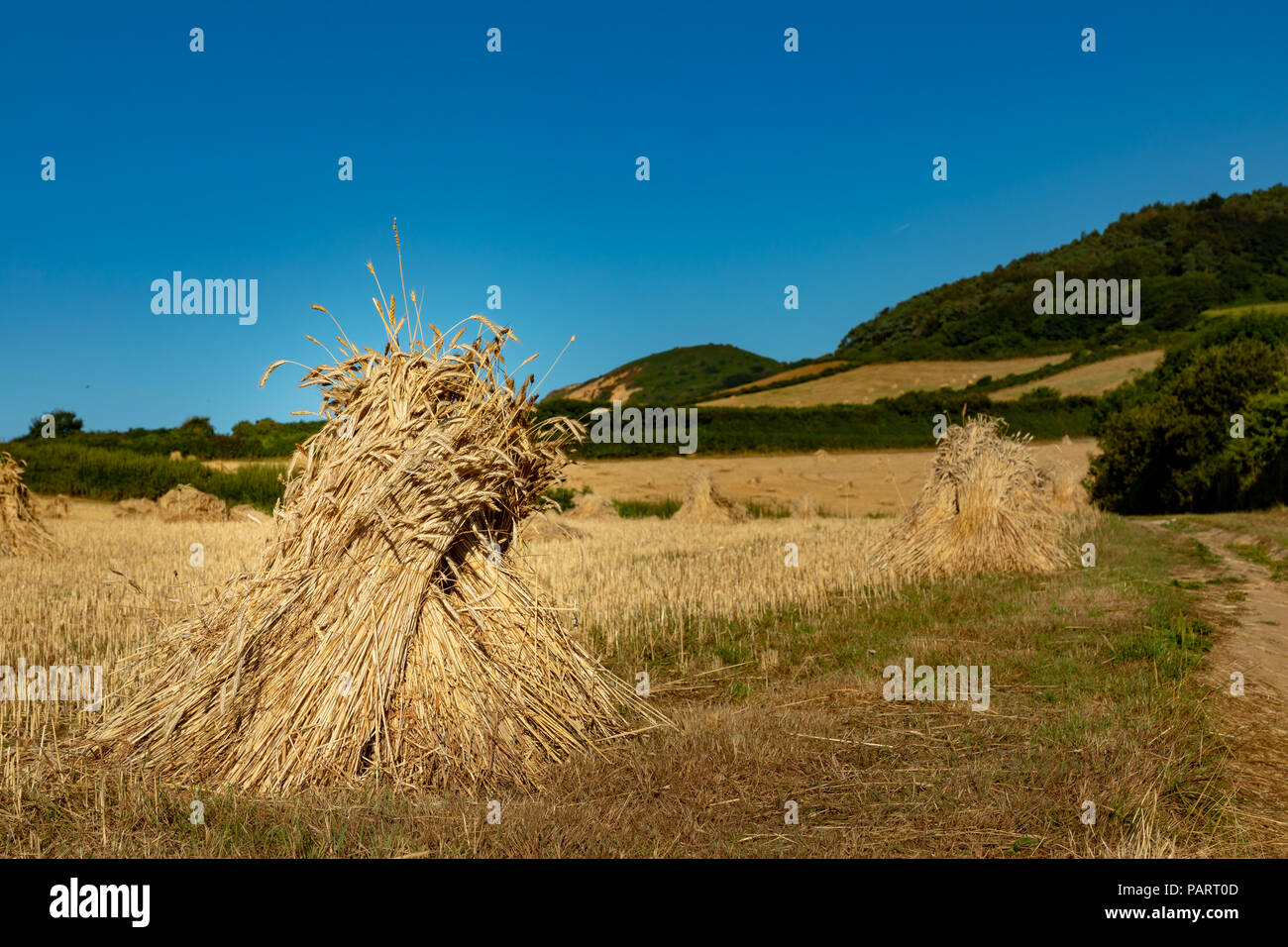 Barley sheaves hi-res stock photography and images - Alamy