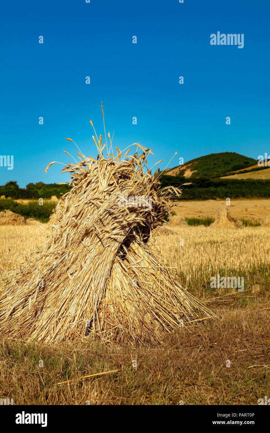 Barley sheaves hi-res stock photography and images - Alamy
