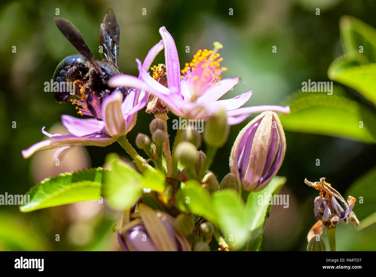 Bumblebee and honeysuckle hi-res stock photography and images - Alamy