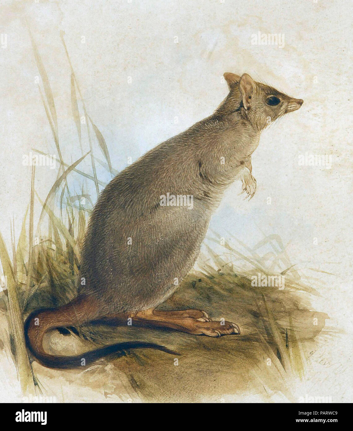 Marsupial mouse hi-res stock photography and images - Alamy