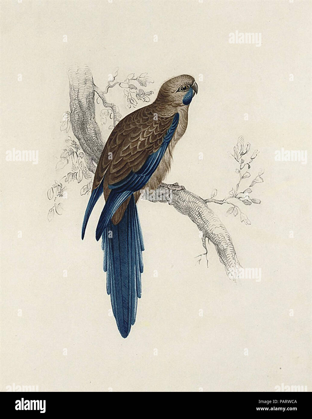 Pennantian parrot hi-res stock photography and images - Alamy