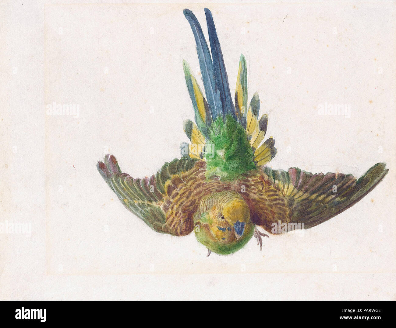 Lear Edward - Parakeet in Flight Stock Photo - Alamy