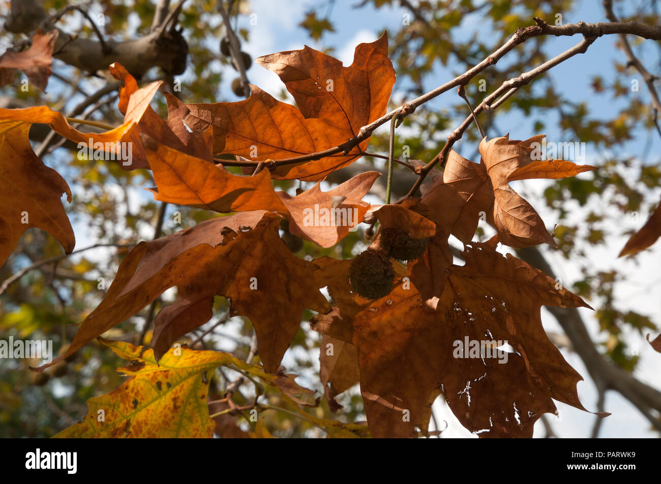 Sydney Australia, Tree branch with dry autumn leaves Stock Photo - Alamy