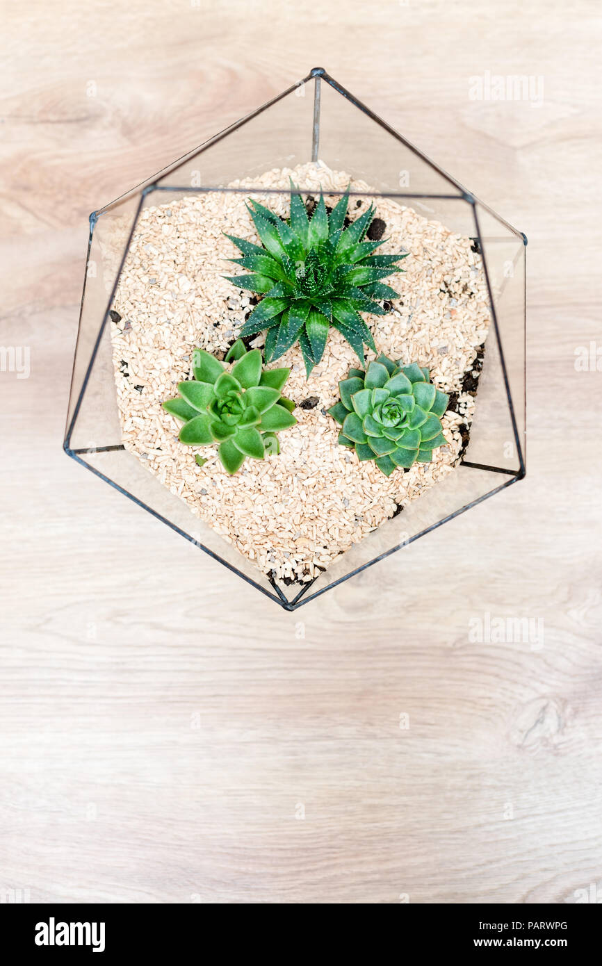 Glass florarium vase with succulent plants and small cactus on wooden ...