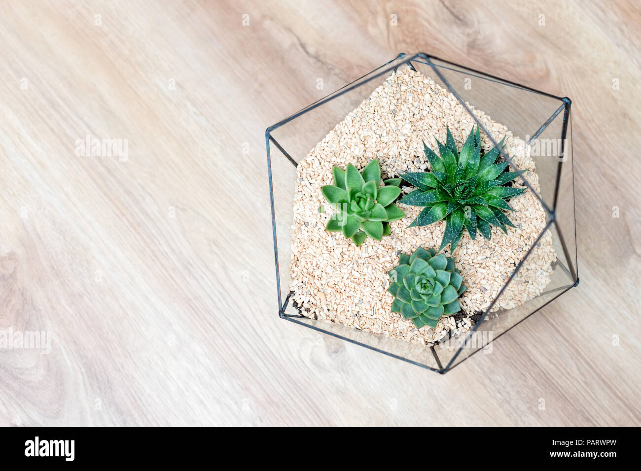 Glass florarium vase with succulent plants and small cactus on wooden ...