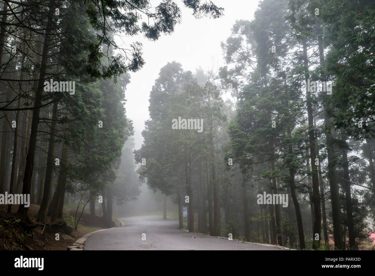 Road leading through a forest Stock Photo - Alamy