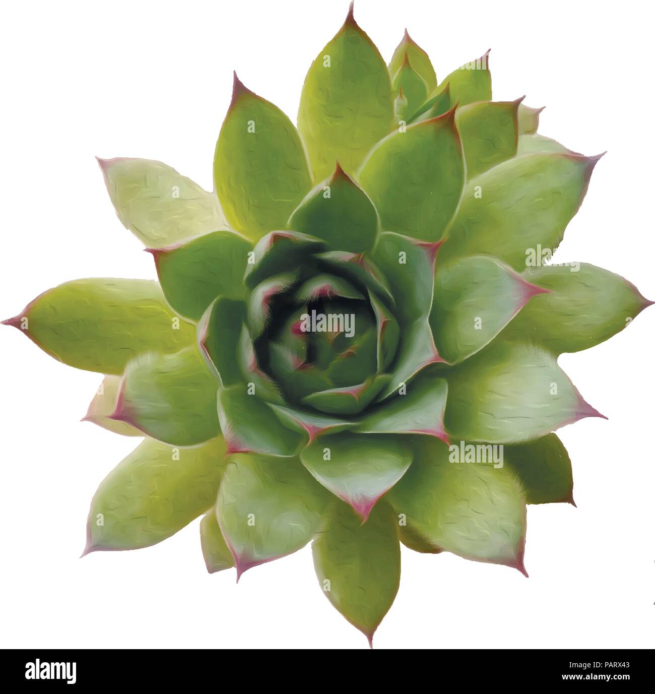 Echeveria, realistic vector illustration of a succulent plant. Top view ...