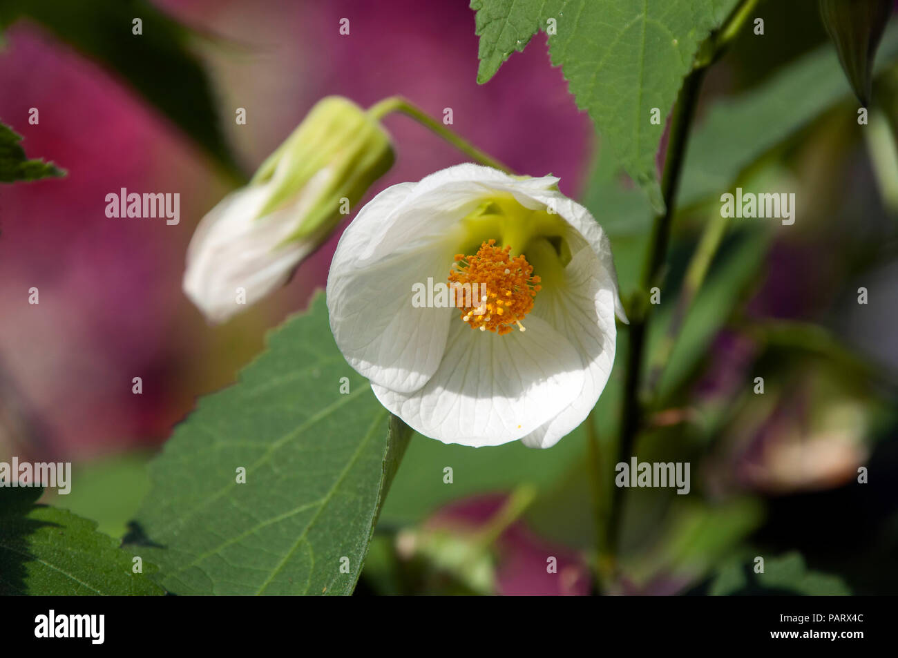 Sydney Australia, white chinese bell flower Stock Photo - Alamy