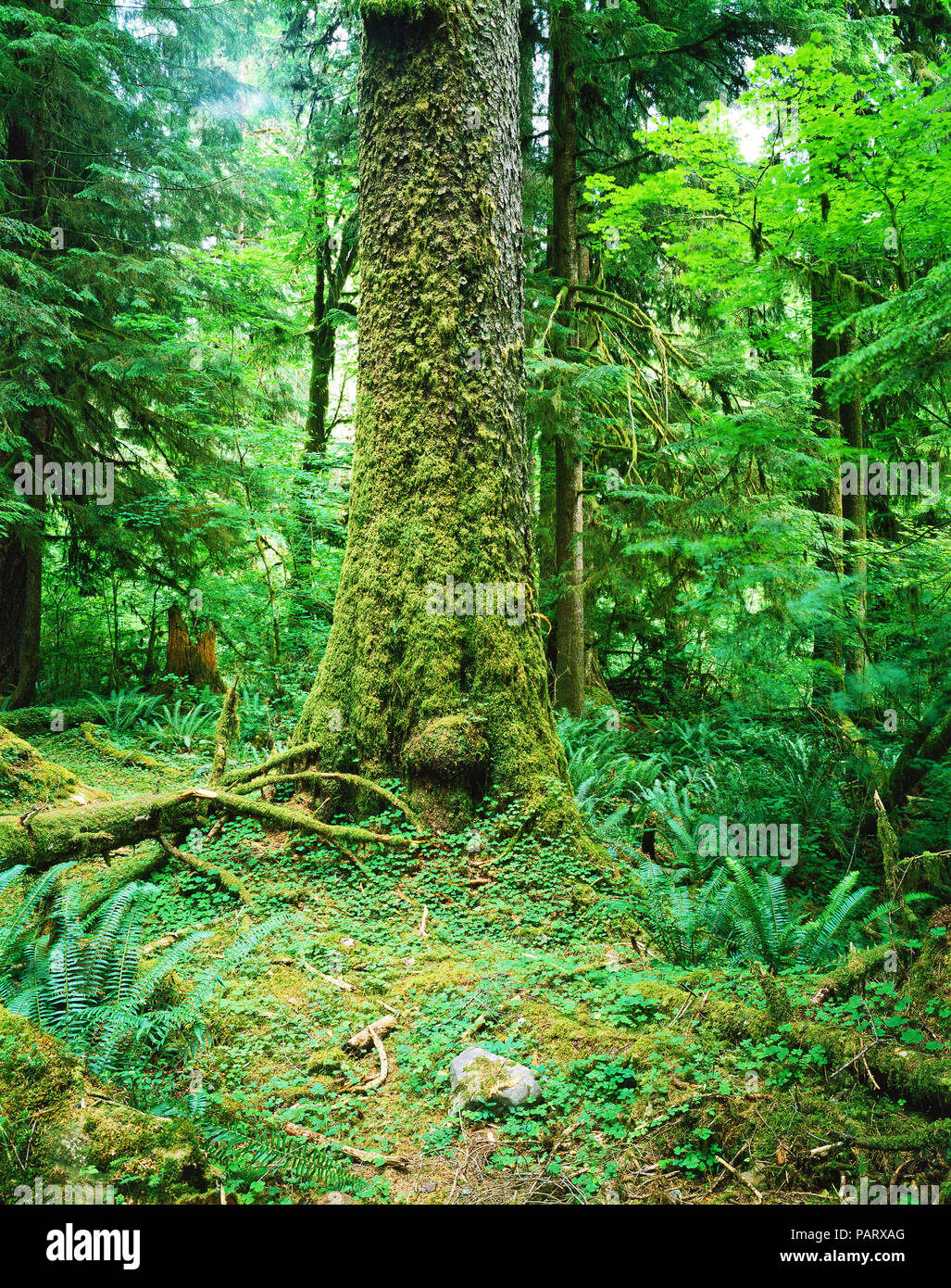 Forest in Olympic National Park, Washington Stock Photo - Alamy