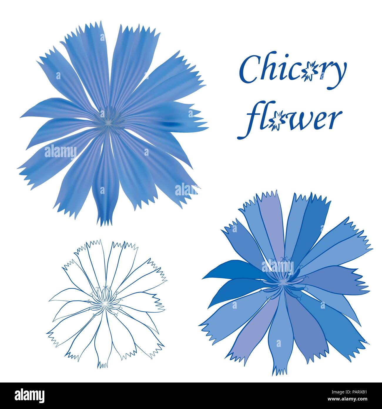 Set of chicory flower isolated on white background Stock Vector Image ...
