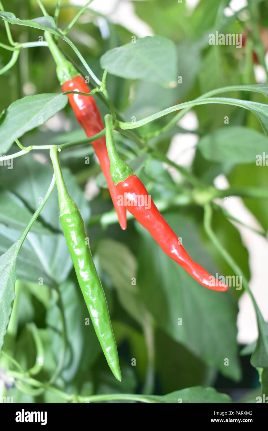 Hot pepper greenhouse hi-res stock photography and images - Alamy