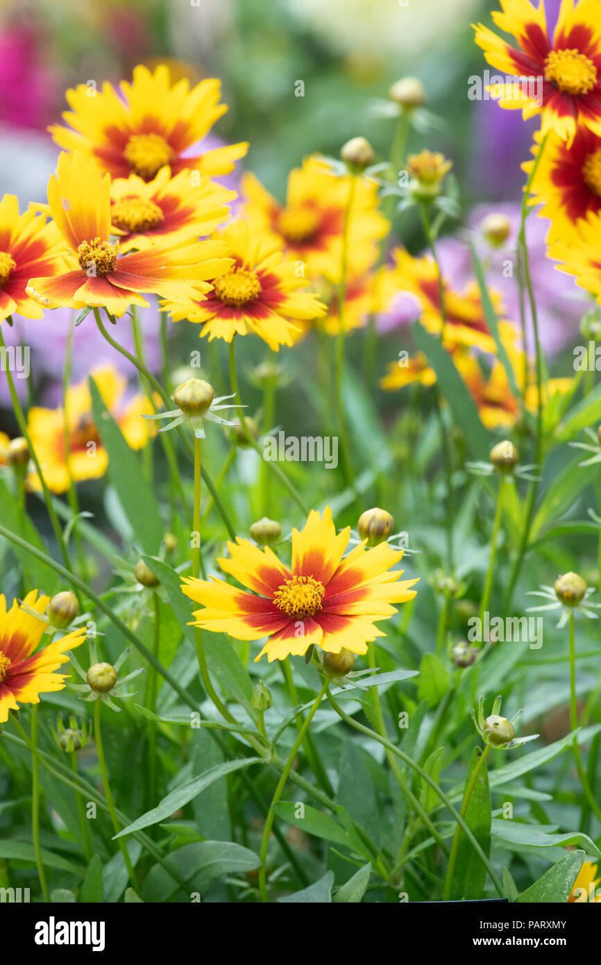 Tickseed gold and bronze hi-res stock photography and images - Alamy