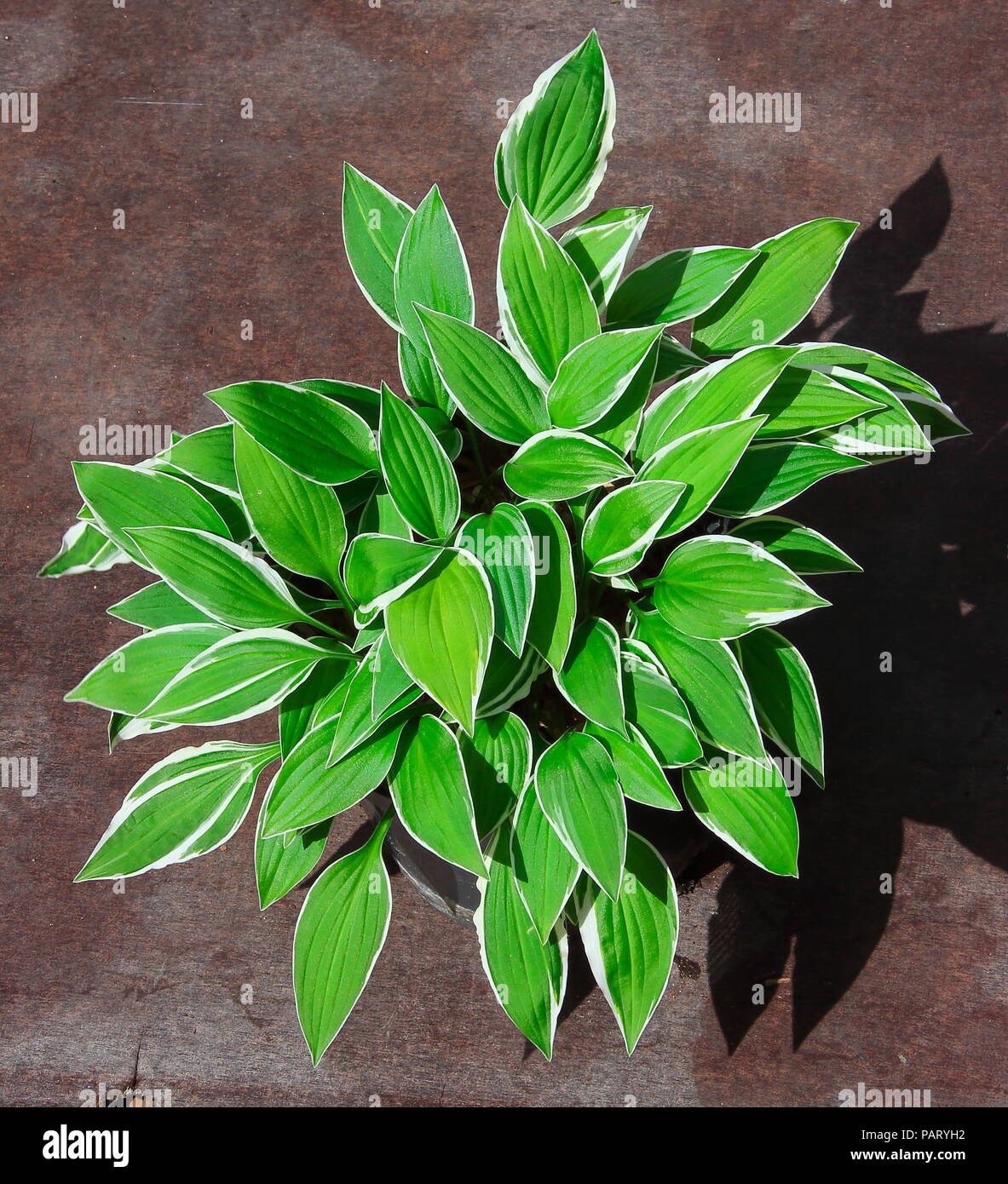 Hosta plant named "Fresh" and if part of the British National ...