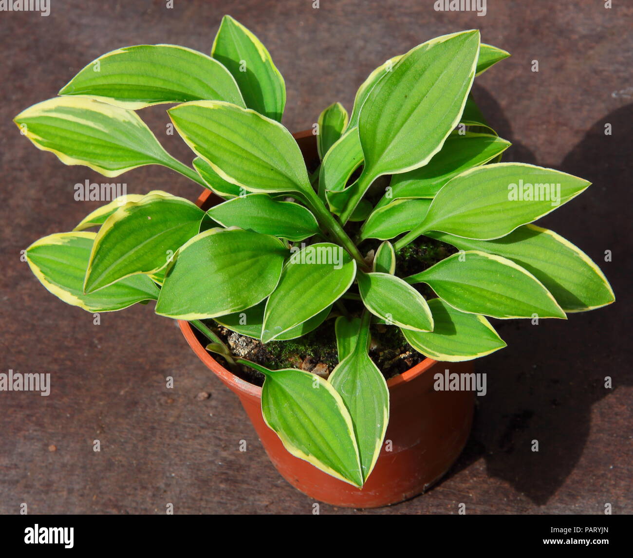 J hogarth chairman hi-res stock photography and images - Alamy