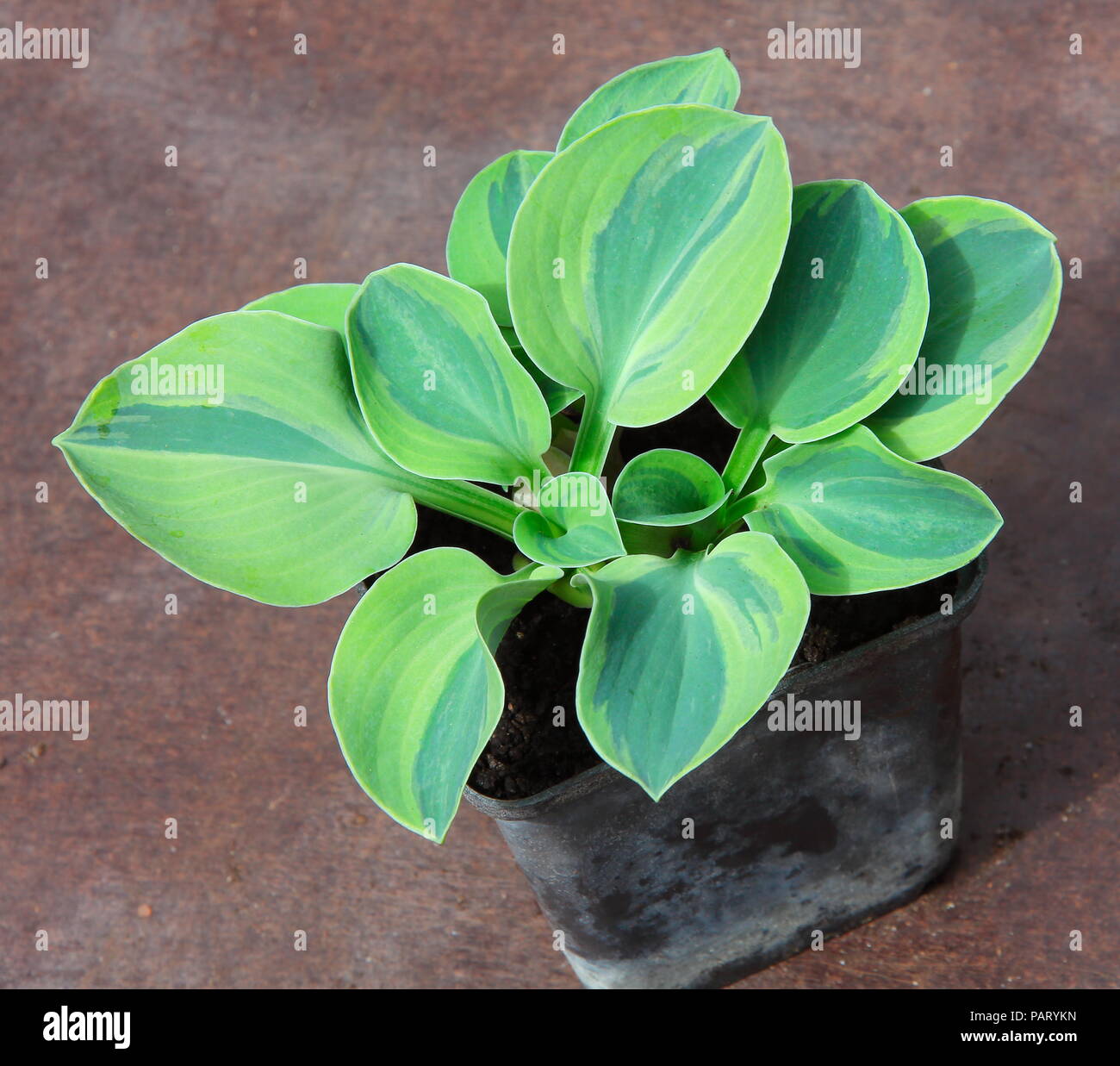 Small And Miniature Hostas High Resolution Stock Photography and Images ...