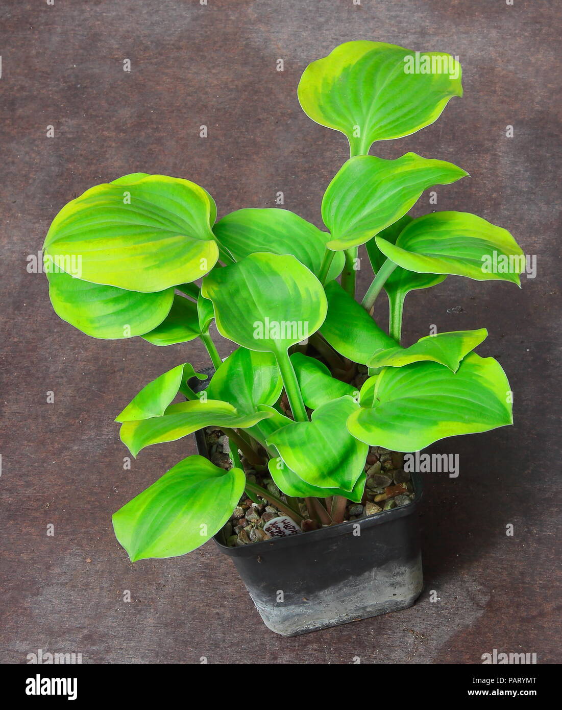 Hosta plant with delicate green leaves with a lime outer frond as part ...