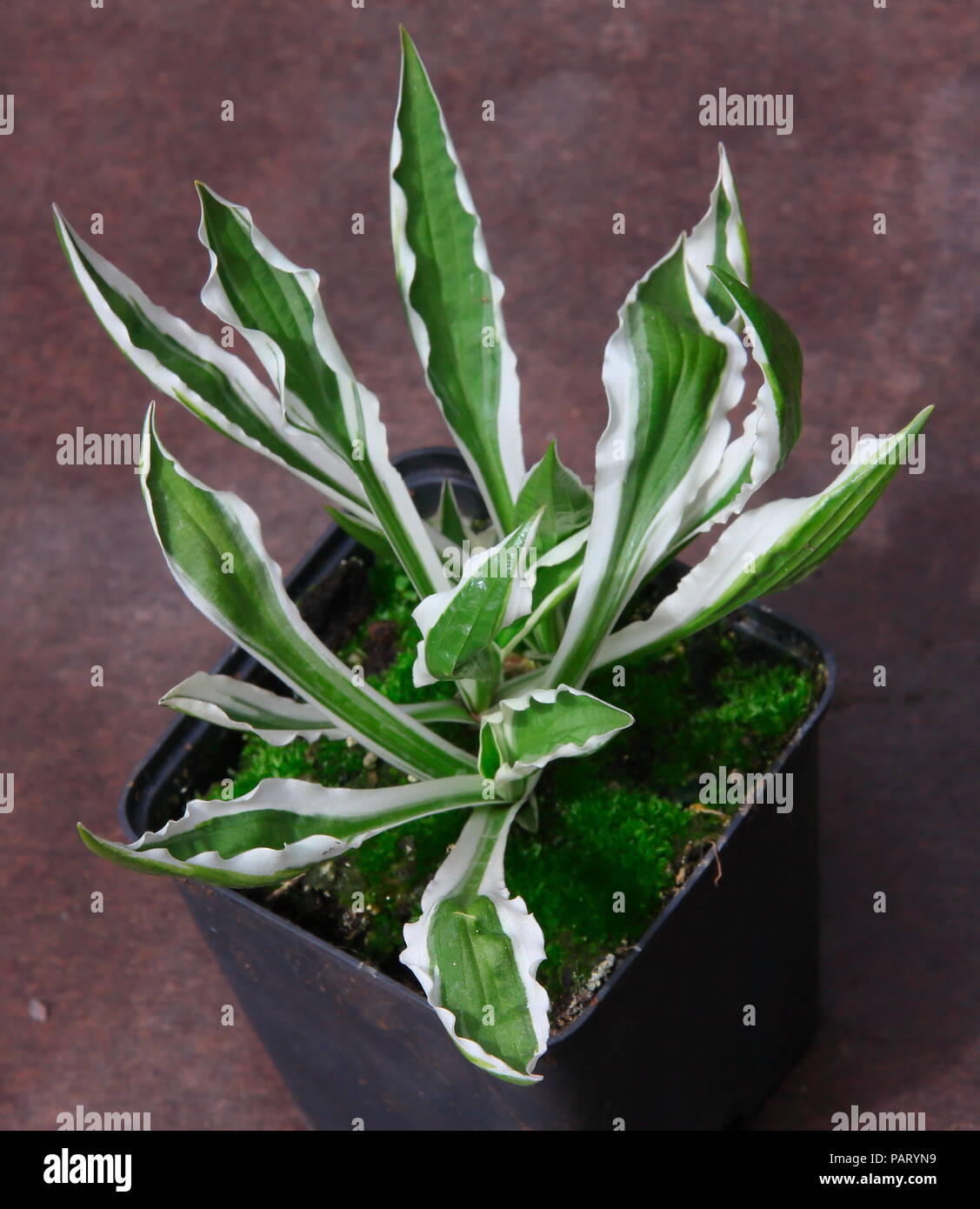 J silver hi hi-res stock photography and images - Alamy