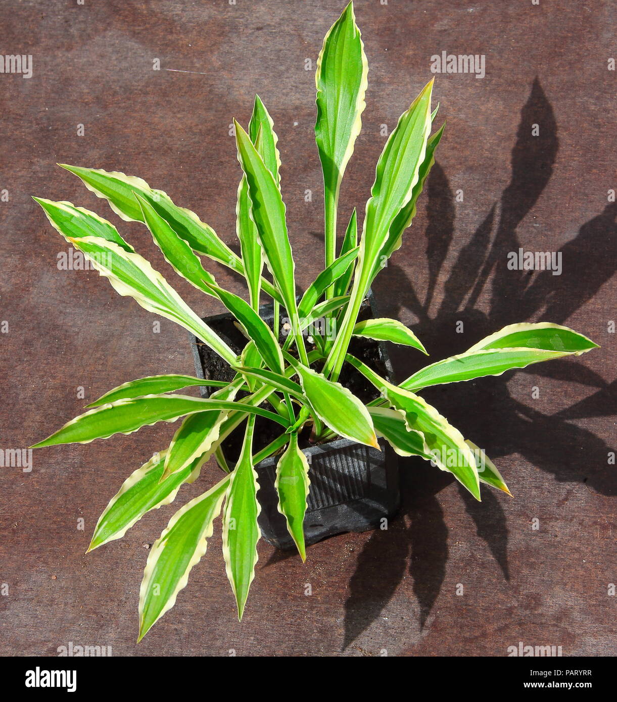 Hosta plant named Green Mouse ears as part of the Britishnnational ...