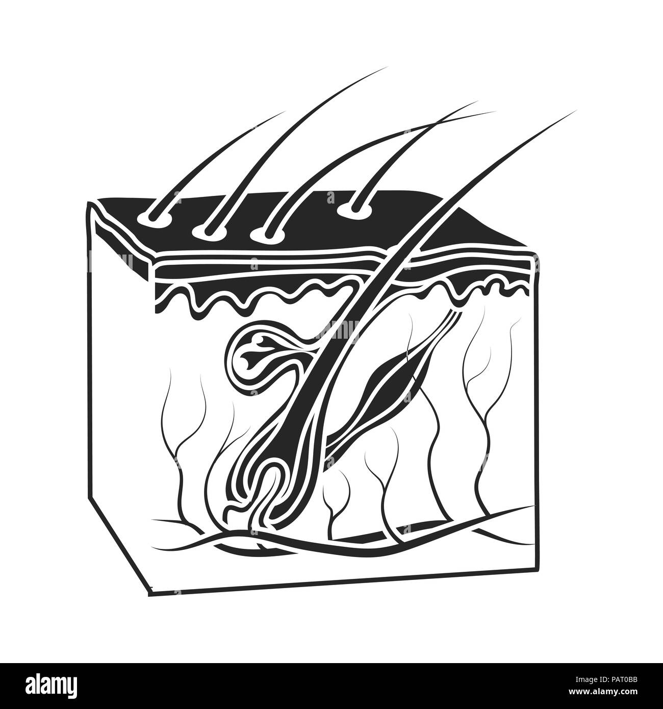 Human skin cross section Black and White Stock Photos & Images - Alamy