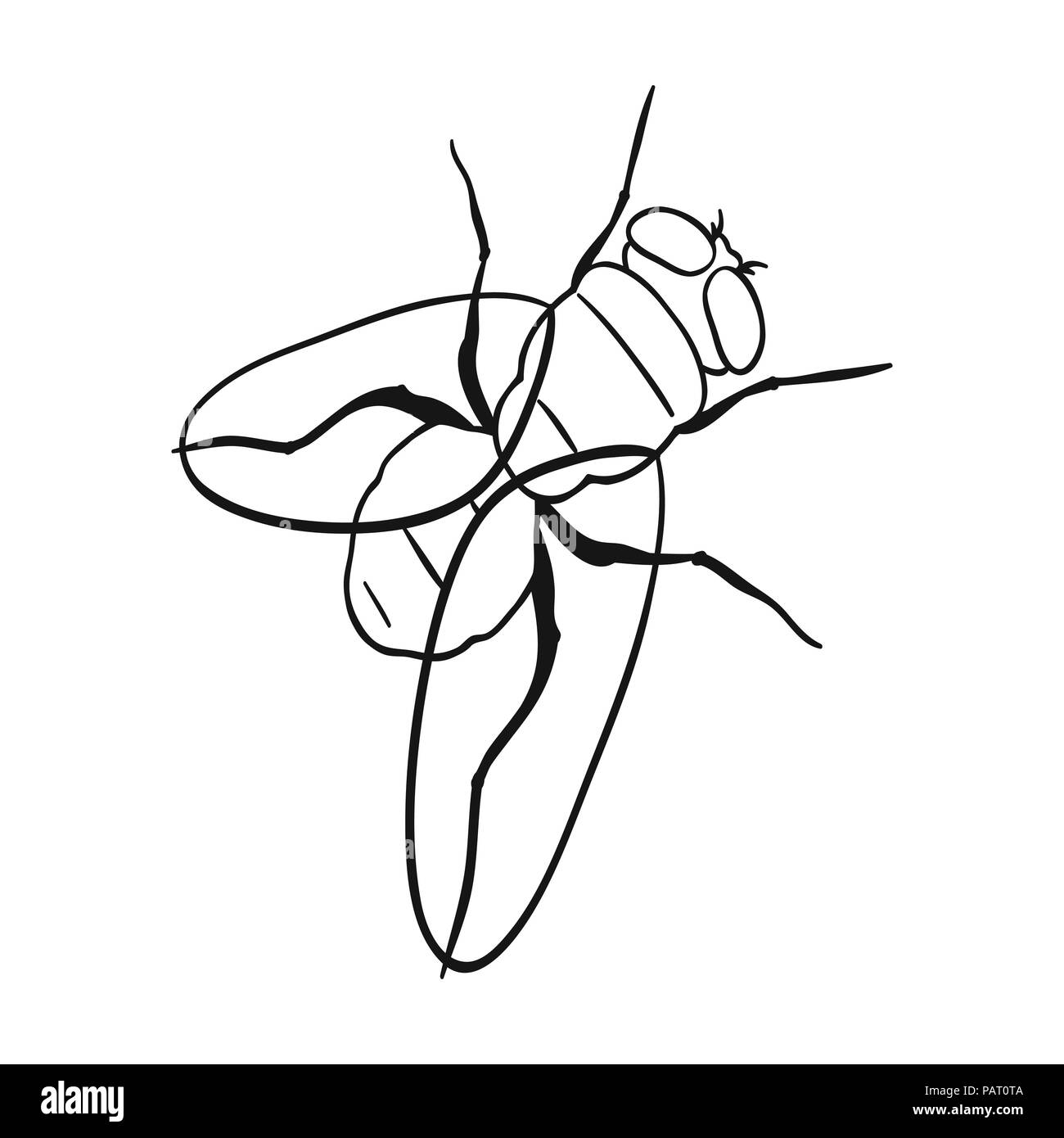 animal,arthropod,dipterous,fly,icon,illustration,insect,invertebrate ...