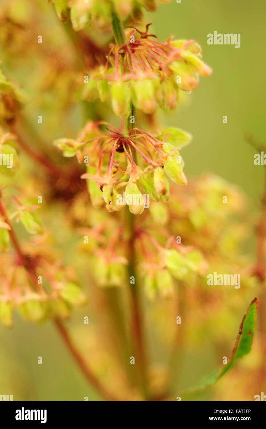 Clusters of yellow flowers hi-res stock photography and images - Alamy