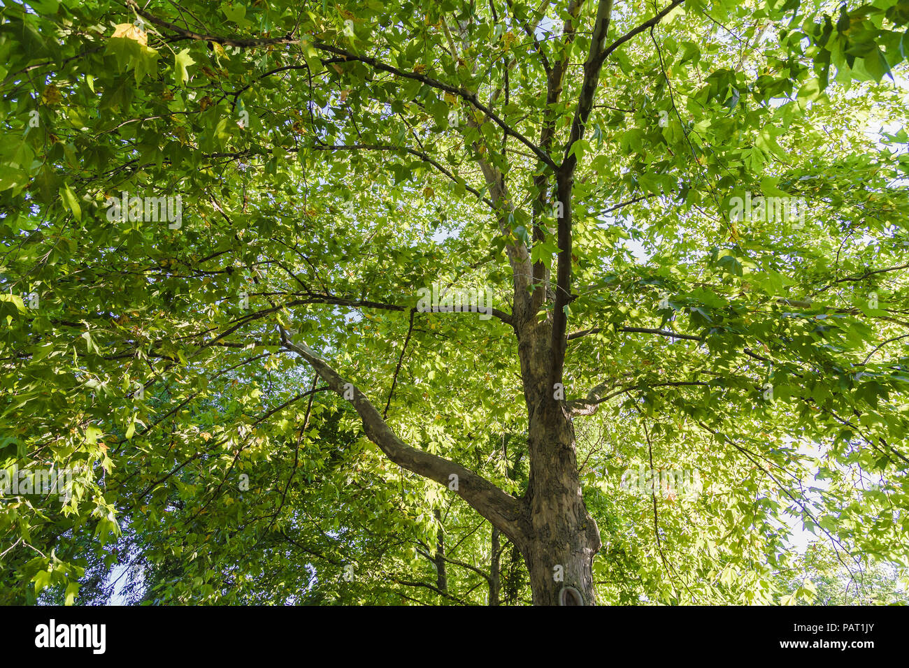 The warm spring sun shining through the canopy of tall beech trees ...