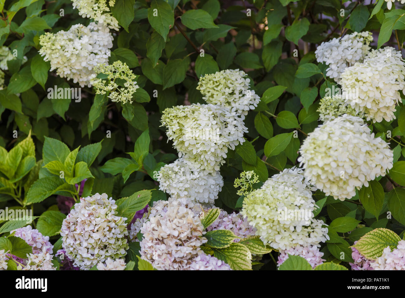 Blooming cultivar panicled hydrangea Hydrangea paniculata in the summer ...
