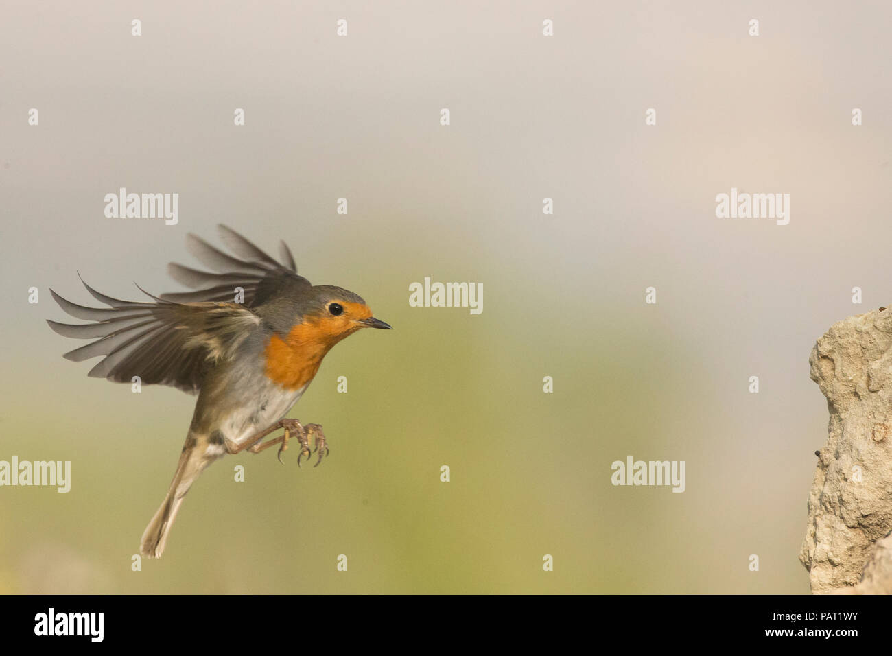 Robin flying hi-res stock photography and images - Alamy