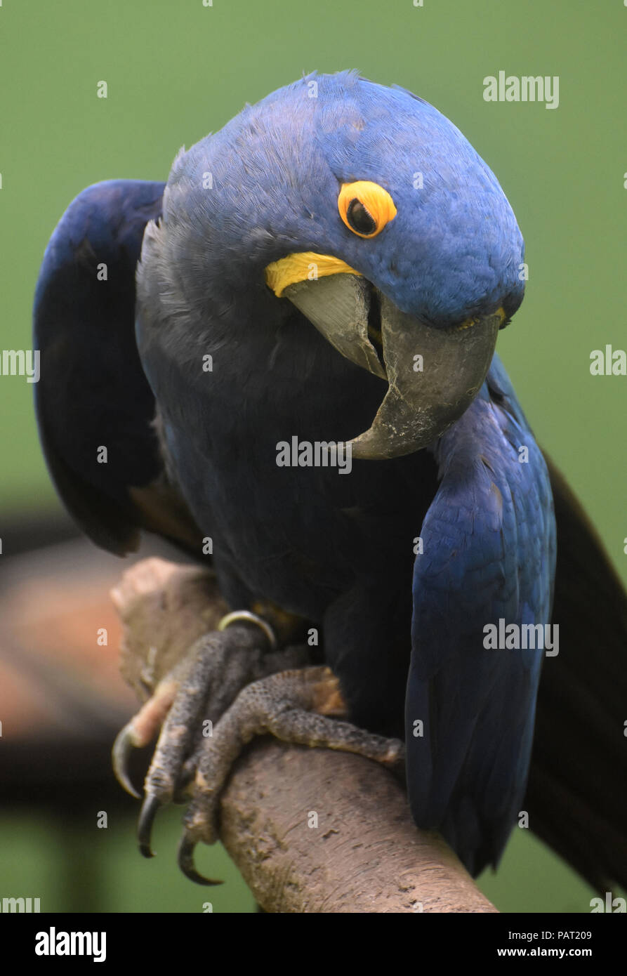 Gorgeous Blue and Yellow Hyacinth Macaw Parrot Stock Photo - Alamy