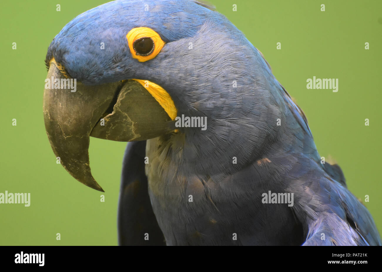 Beautiful Blue and Yellow Hyacinth Macaw Up Close Stock Photo - Alamy
