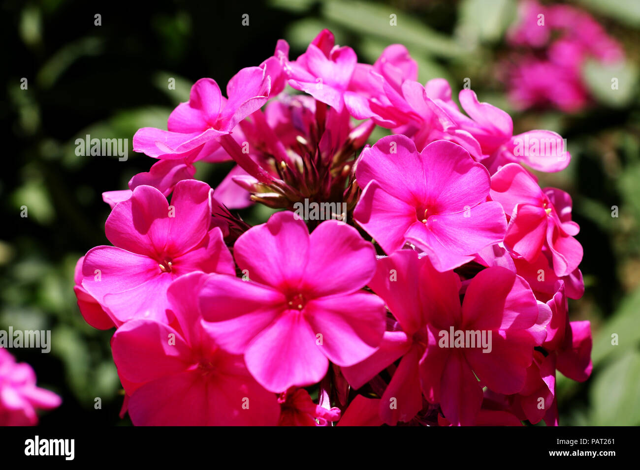 Gilliflower High Resolution Stock Photography and Images - Alamy