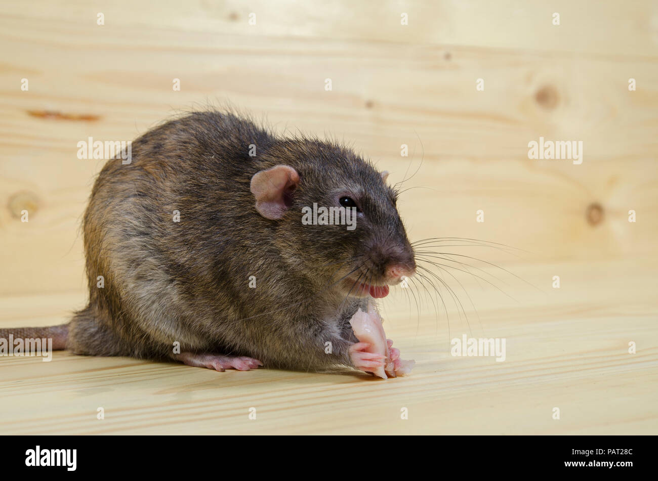 A rat eats lard on a wooden table Stock Photo - Alamy