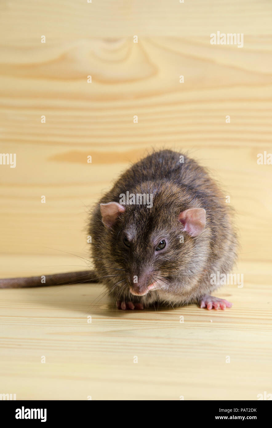 Rat sitting hi-res stock photography and images - Alamy