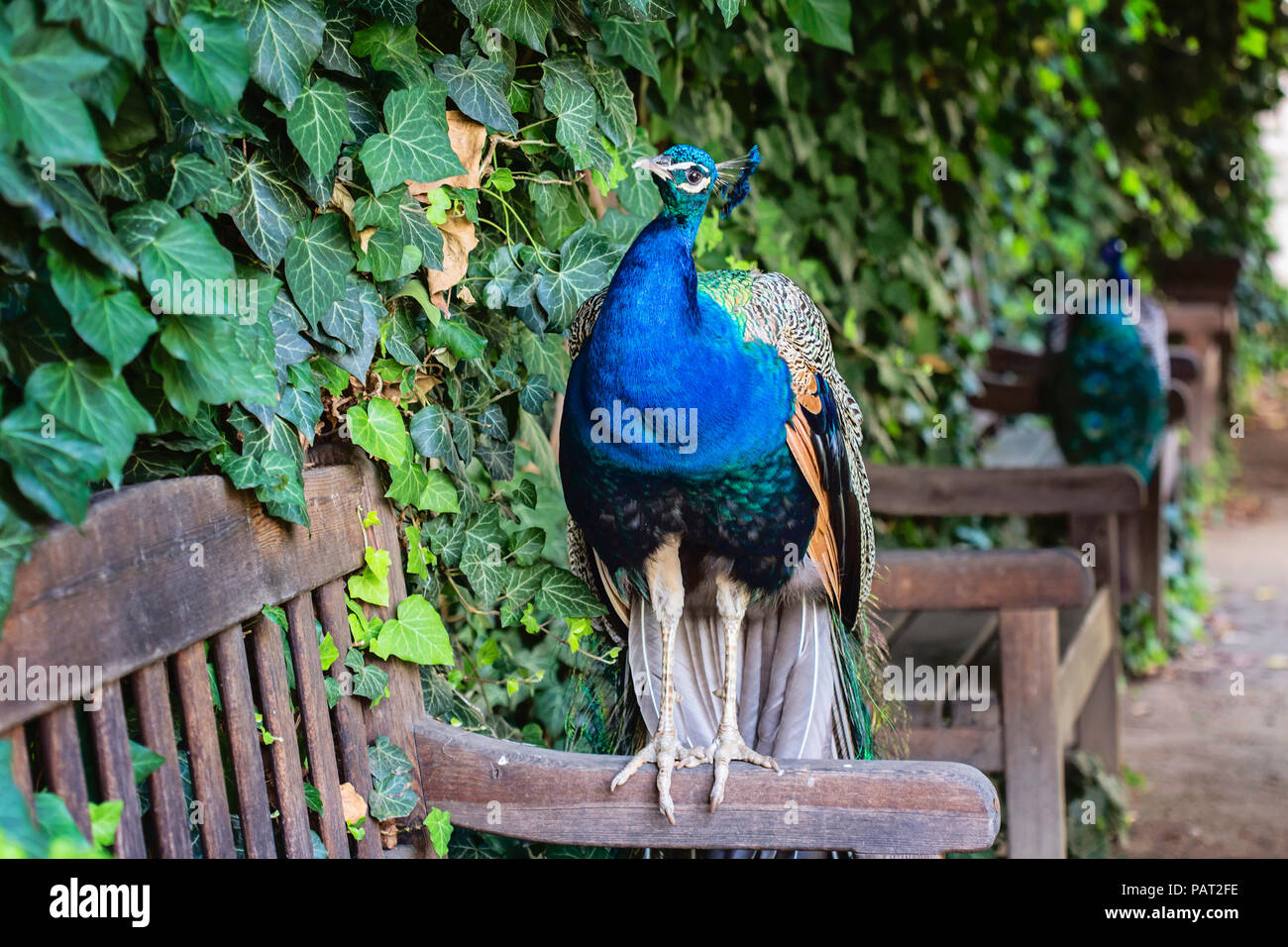 Peacock sitting on the chair in royal garden Stock Photo - Alamy