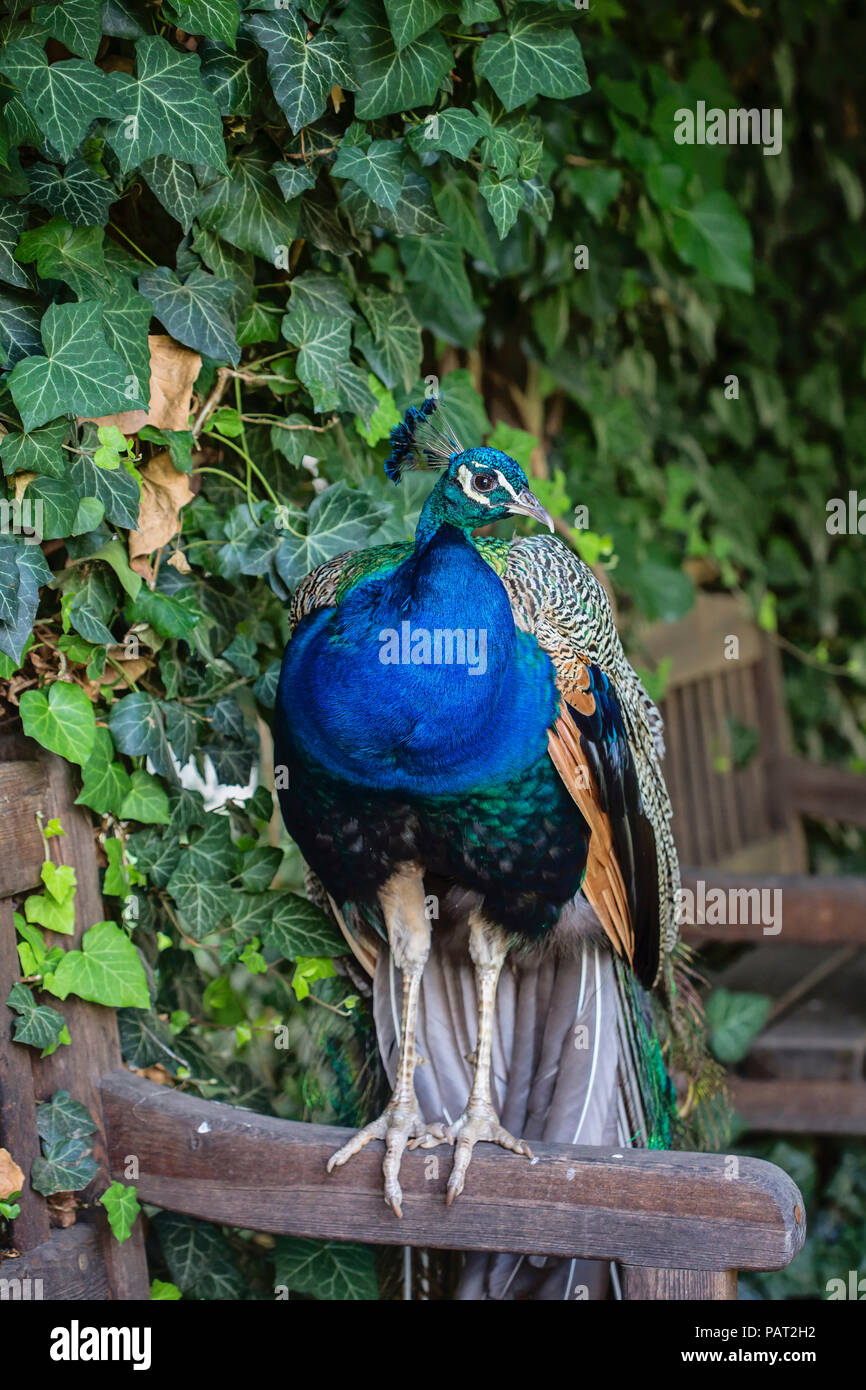 Peacock chair hi-res stock photography and images - Alamy