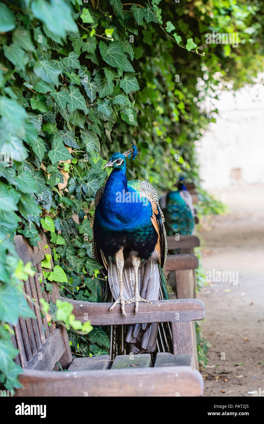 Peacock sitting on the chair in royal garden Stock Photo - Alamy