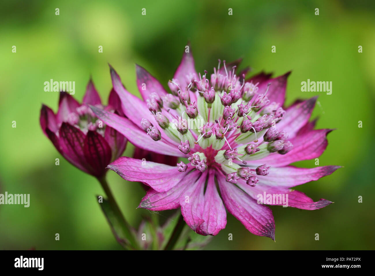 Horticltural hi-res stock photography and images - Alamy