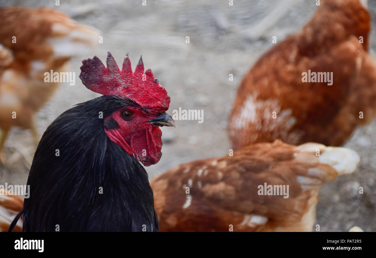 Rooster in the corral Stock Photo - Alamy