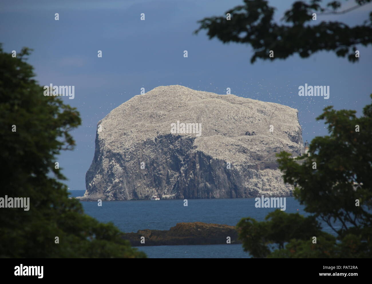 Bass rock, firth of forth, scotland hi-res stock photography and images ...