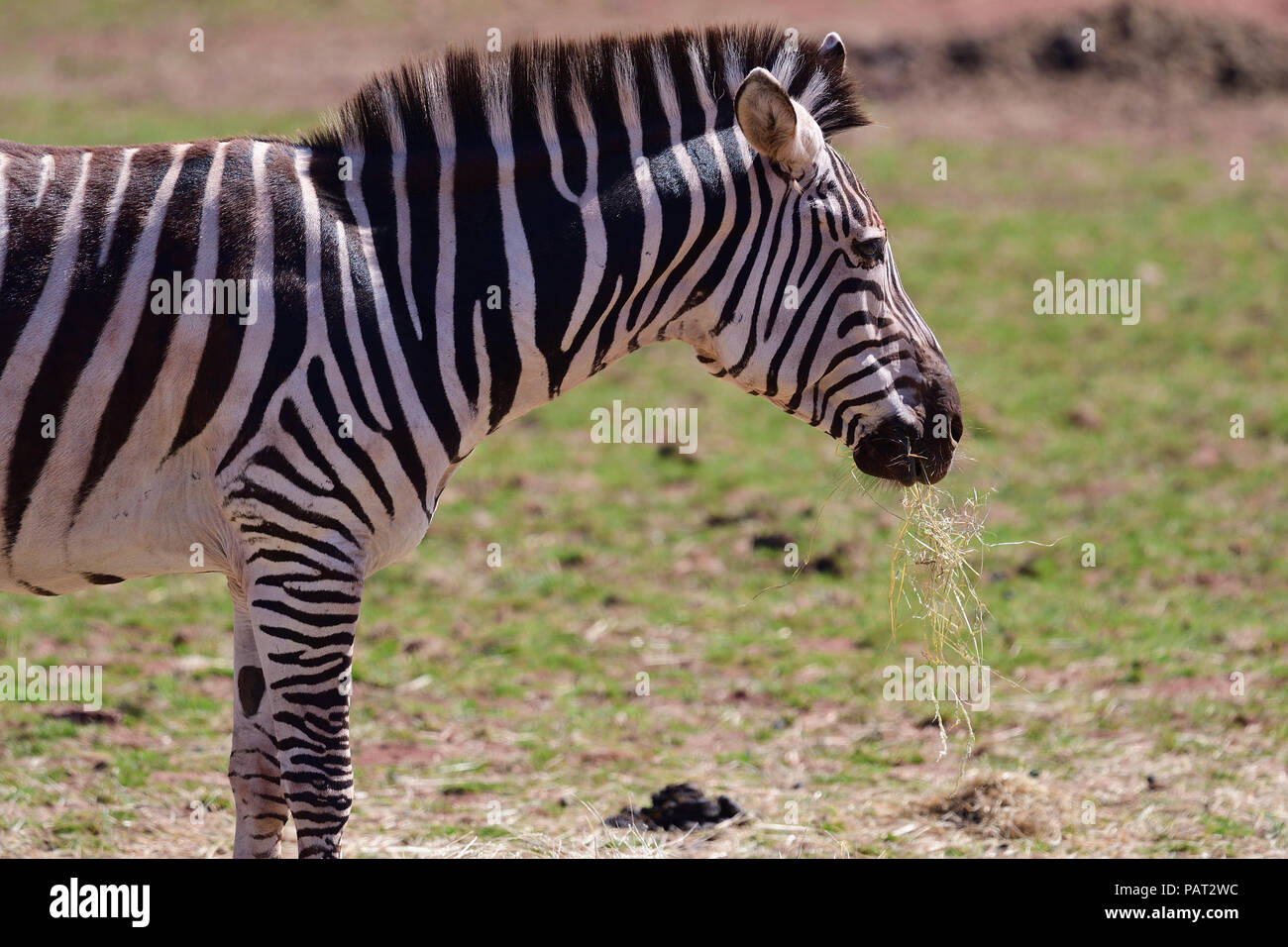 Zebra Eating Hay High Resolution Stock Photography and Images - Alamy